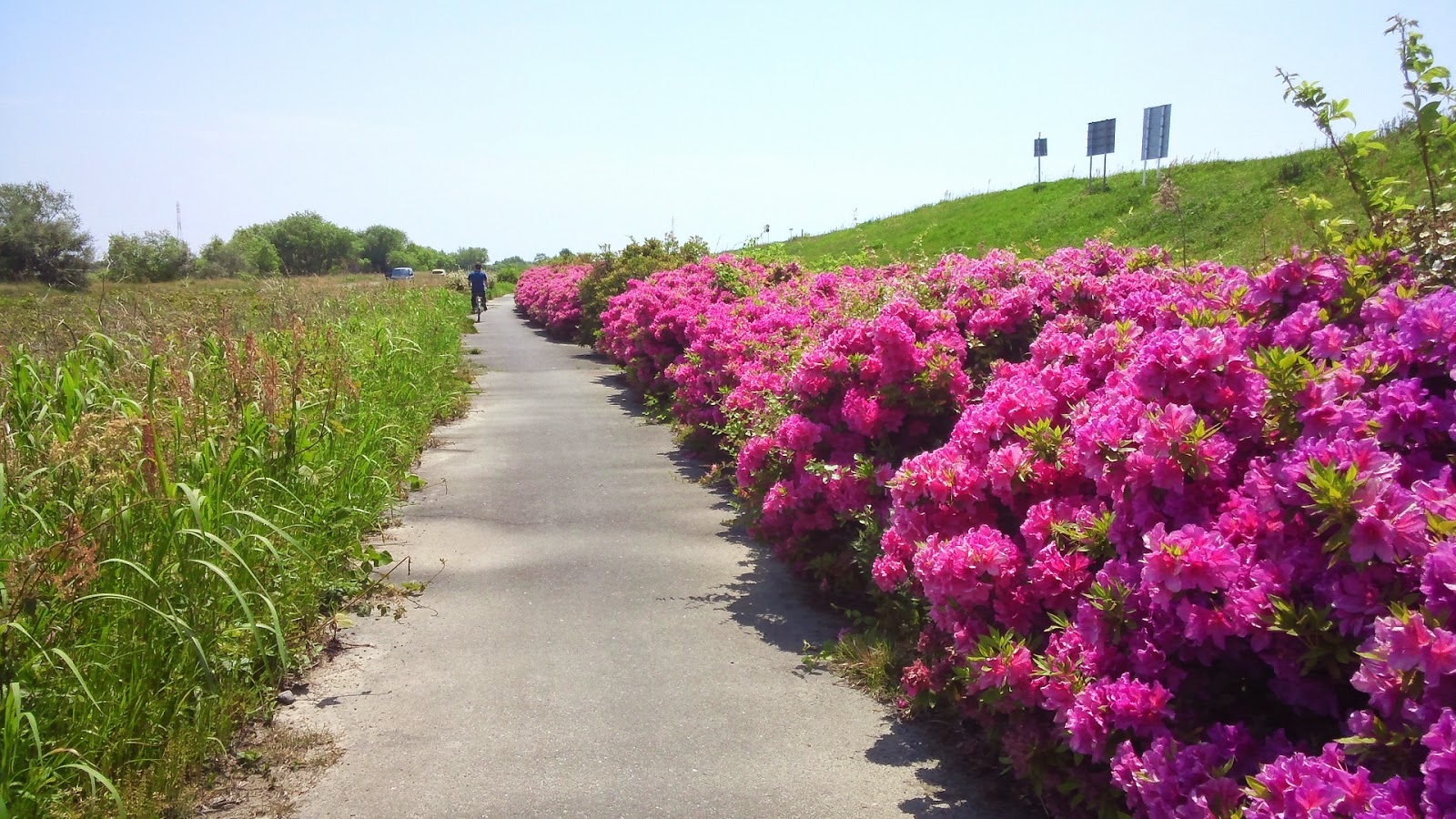 May 2014 ~ Jenna in Japan