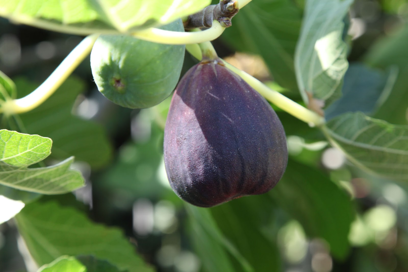 W e e k e n d E D I B L E