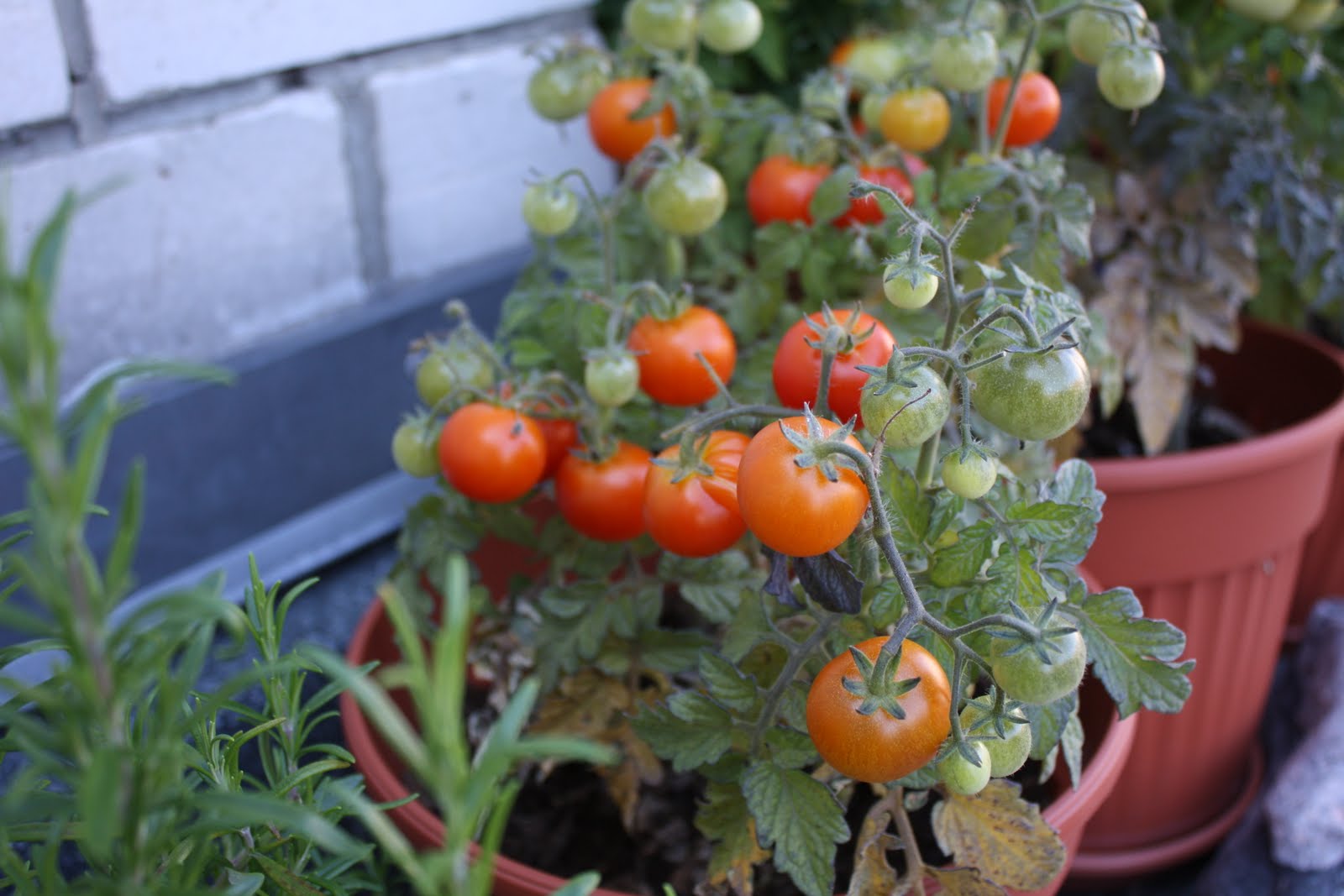 Roheline märkmik: Tomatid