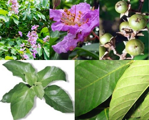 Science in Nature: INDIGENOUS MEDICINAL PLANTS AND PRACTICES IN ...