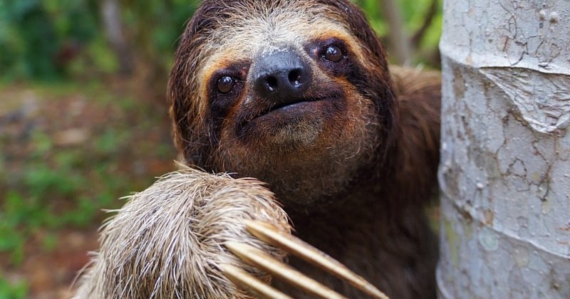 Exotic Animals / Egzotik Hayvanlar