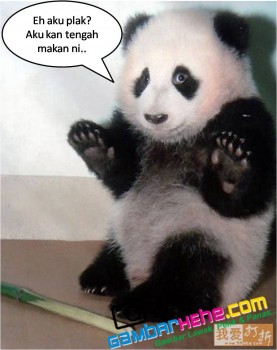 8 GAMBAR LAWAK PANDA COMEL SUKA SKODENG | CERITA POPULAR