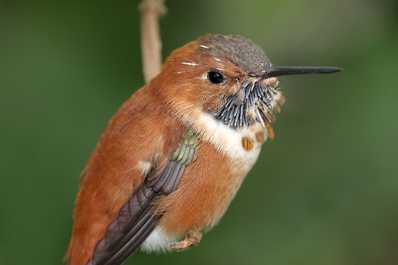 Steve Byland Nature Photography: Attract Hummingbirds To Your Yard