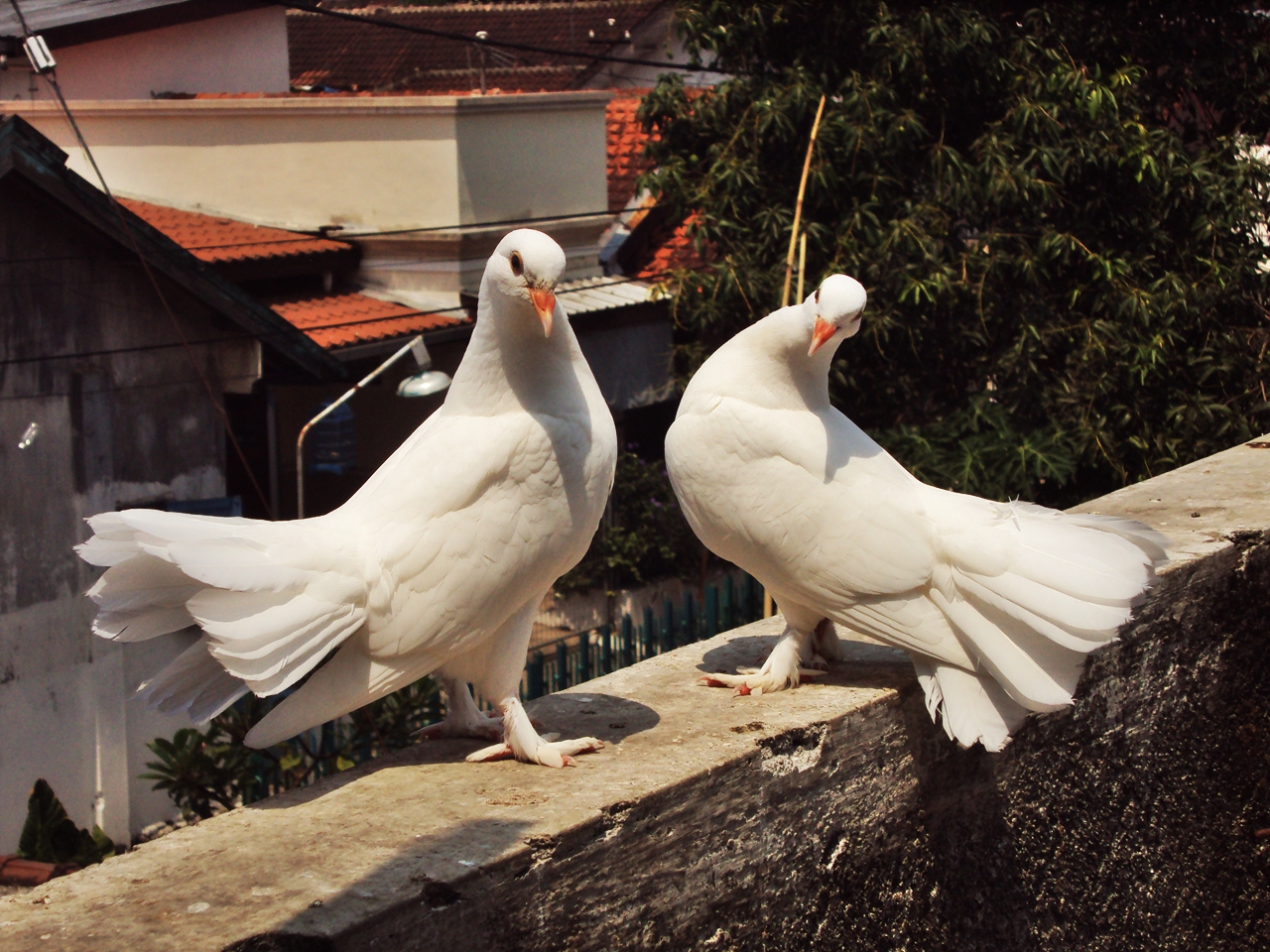 toko bagong farm: MERPATI KIPAS PUTIH//PERSI PUTIH/WHITE FAN TAIL