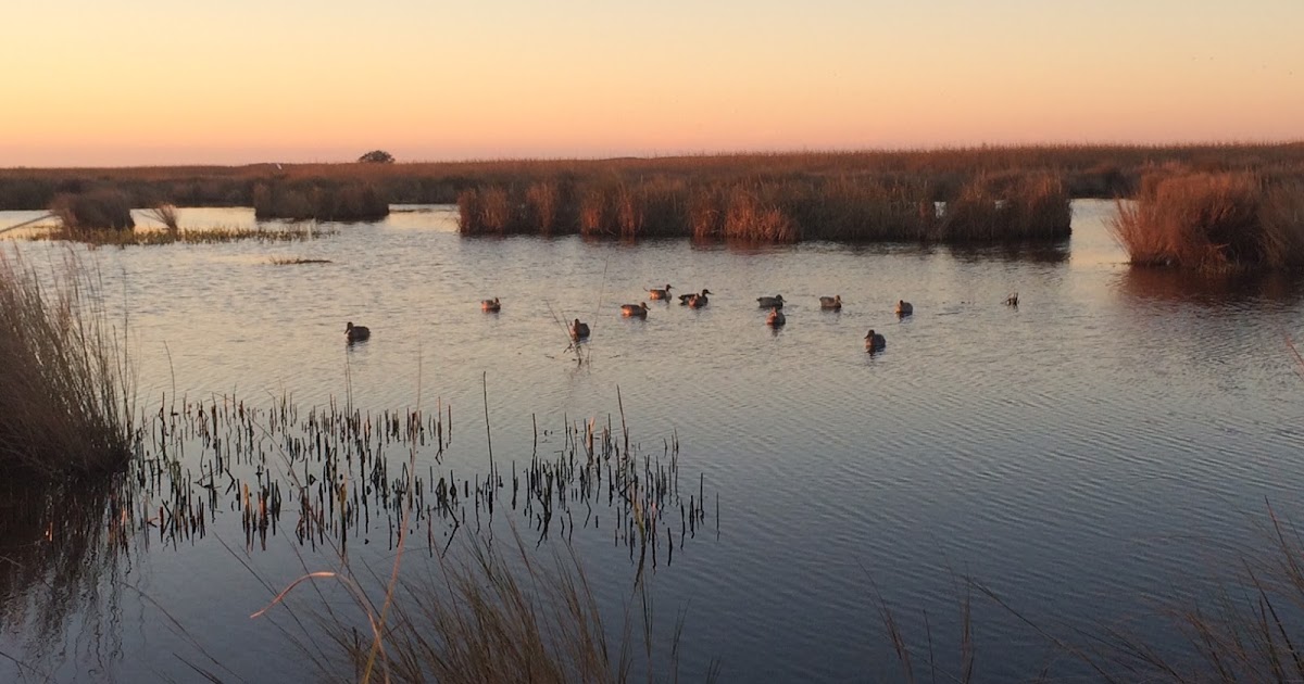 Lowcountry outdoors: Lack of Ducks at Bear Island WMA Draw Hunt