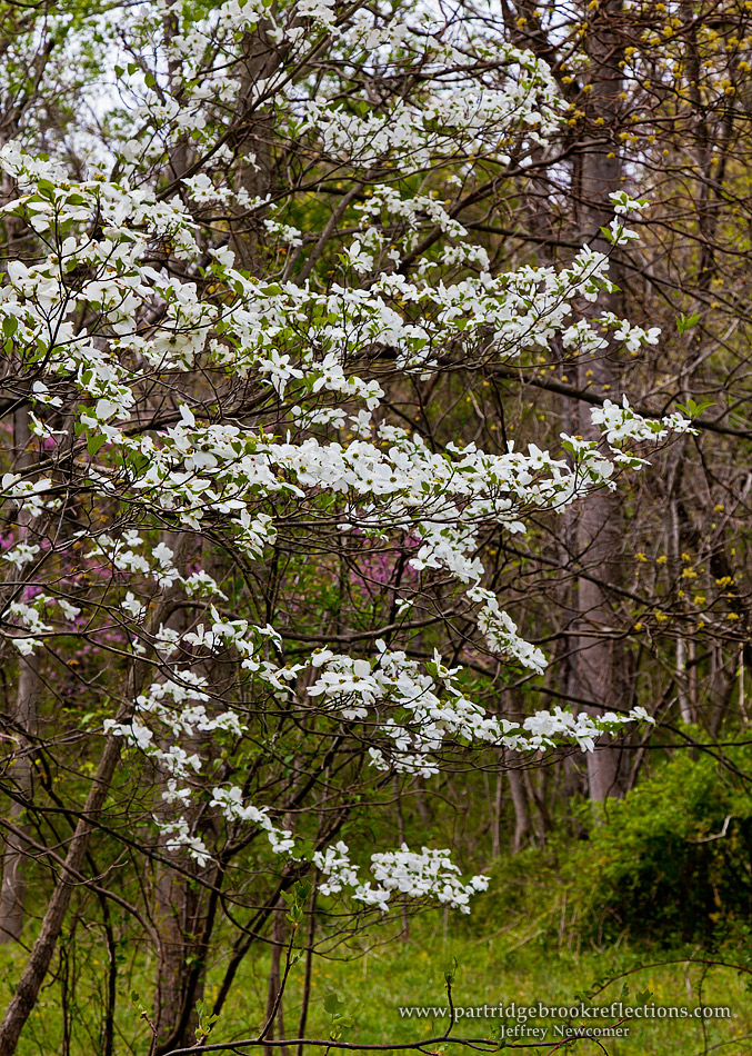 Getting it Right in the Digital Camera : Spring Preview