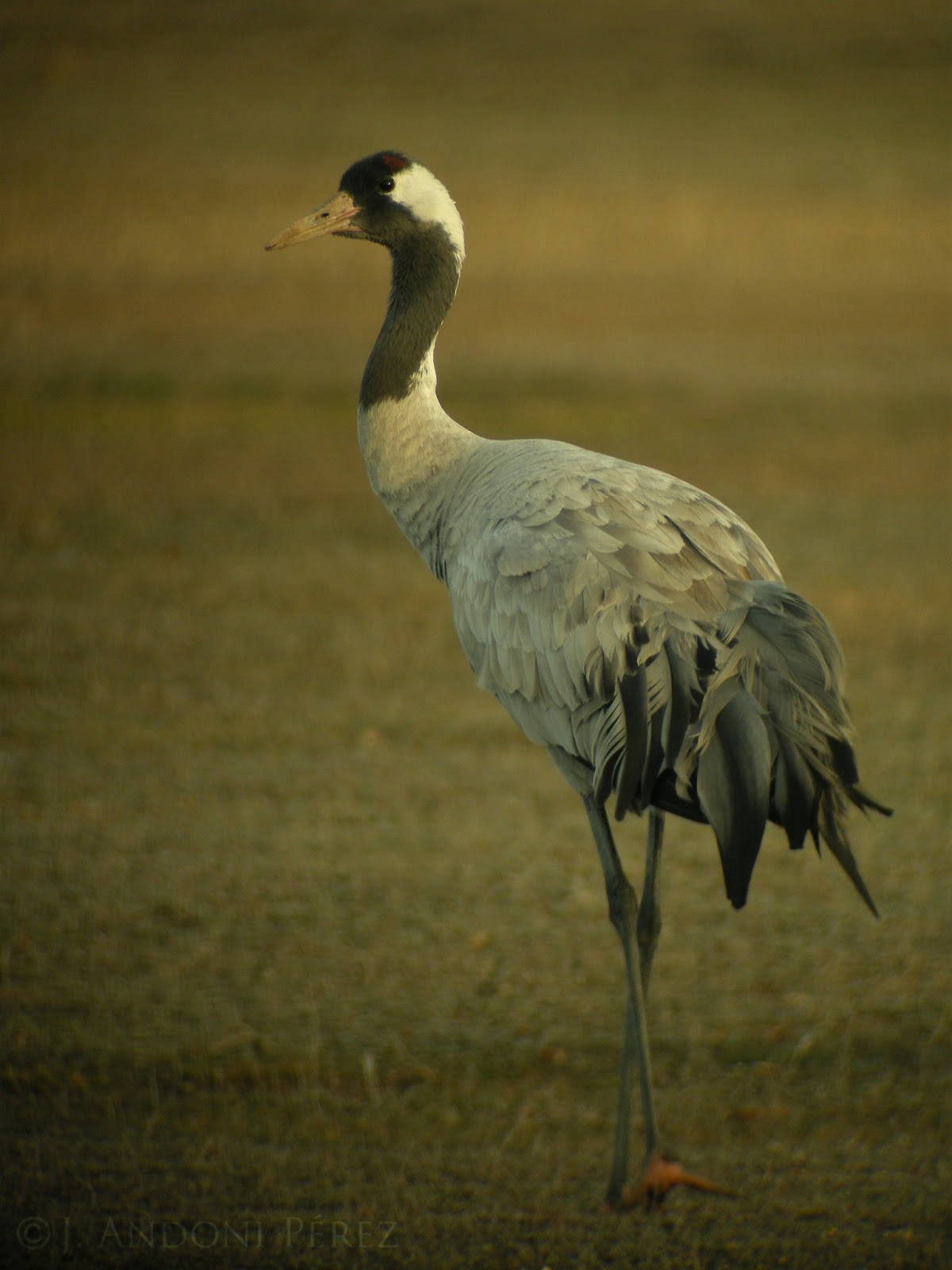 J. Andoni Pérez: GRULLA COMÚN EN EL HIDE DE GALLOCANTA
