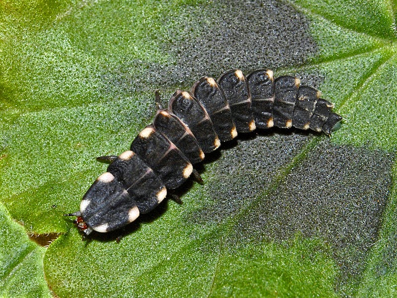 Bioluminescência: July 2014