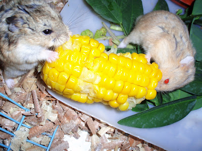 aeiroura_green_leaf: Alief Hamster Little Farm