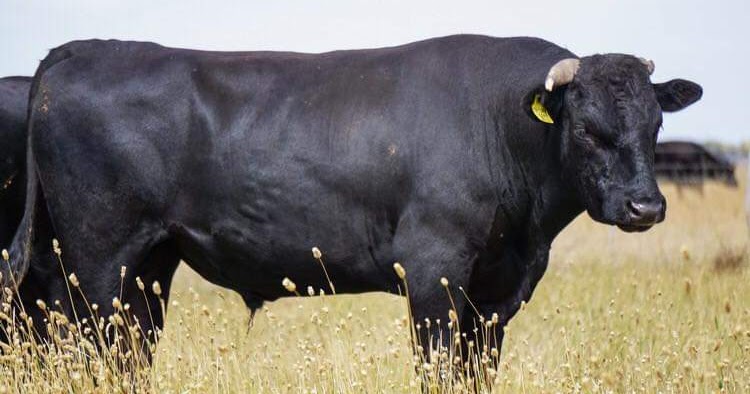 Ilmu Untuk Ternakan Ruminan: Lembu Wagyu