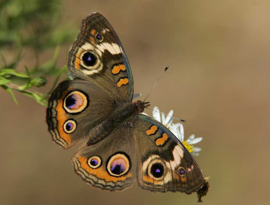Common Buckeye ~ Butterfly of The Earth