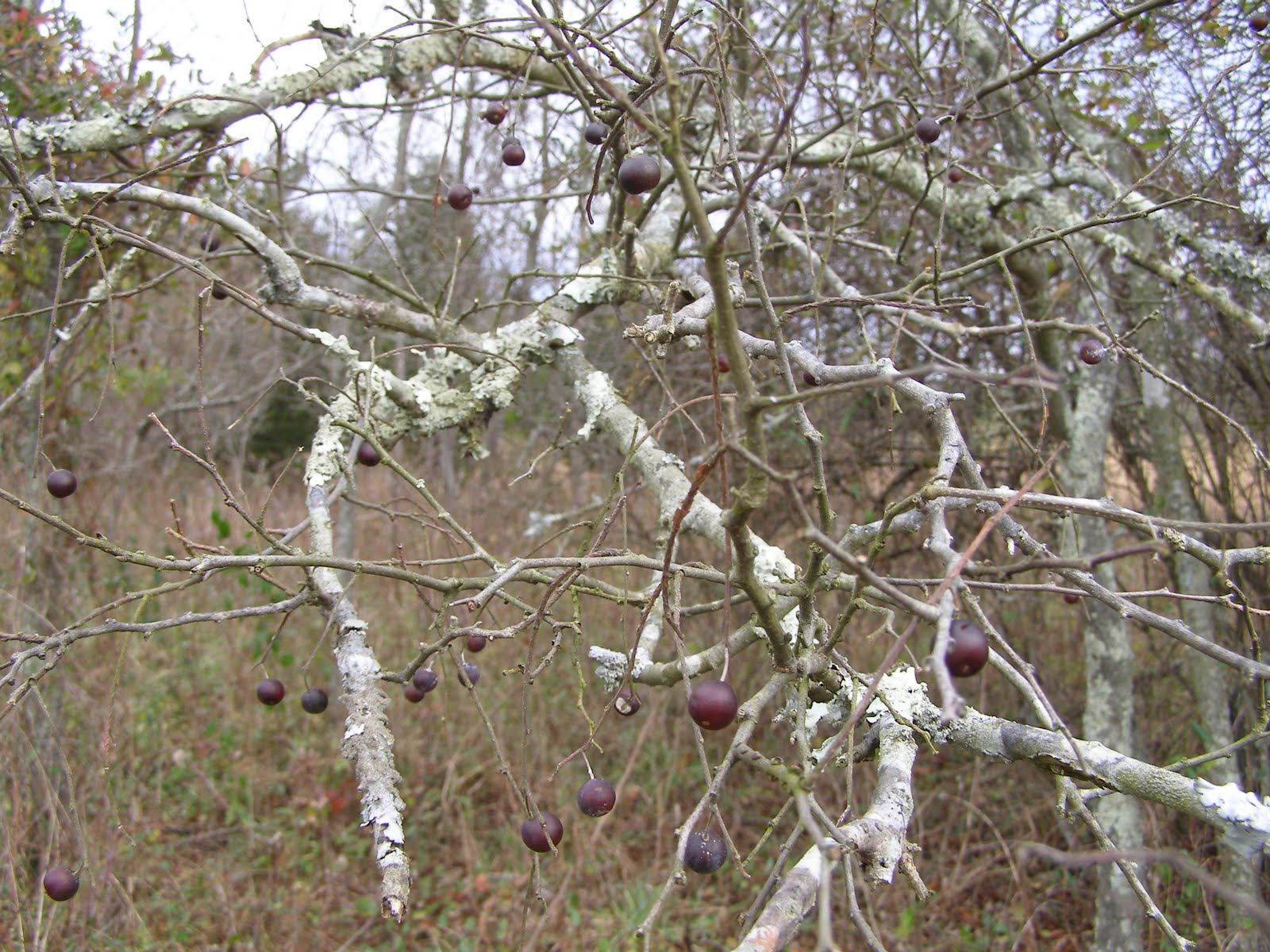Blue Jay Barrens: Dwarf Hackberry