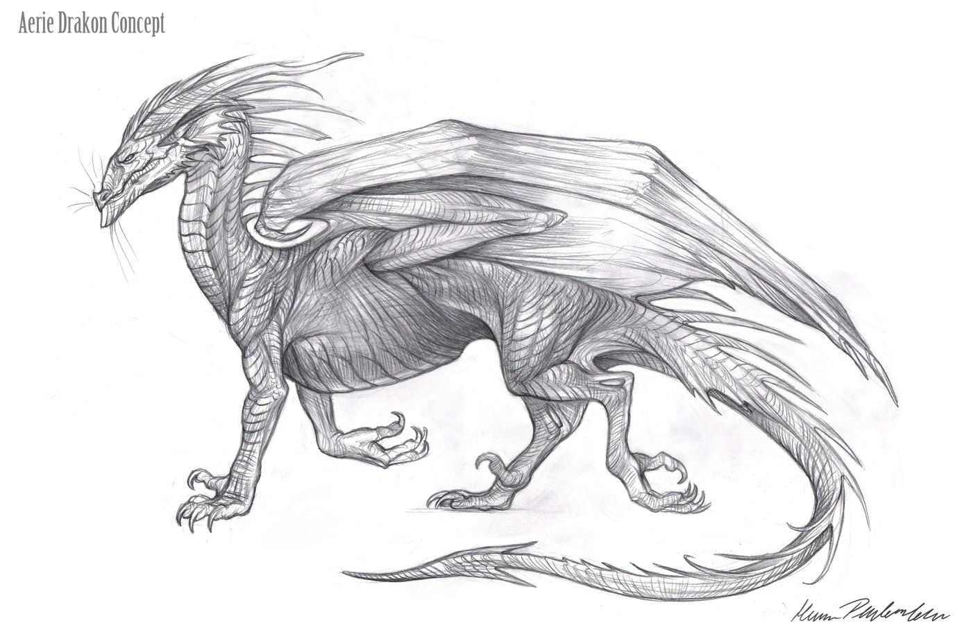 Graphite Dragons: Aeire Drakon Concept