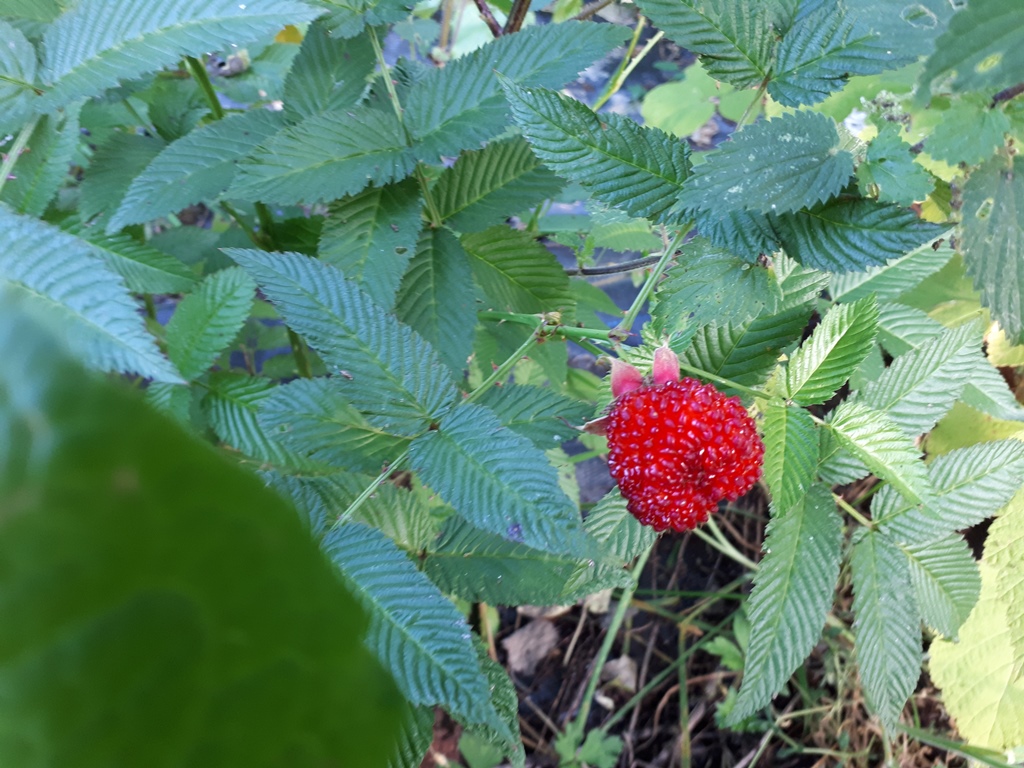 An English Homestead: Balloon Berry