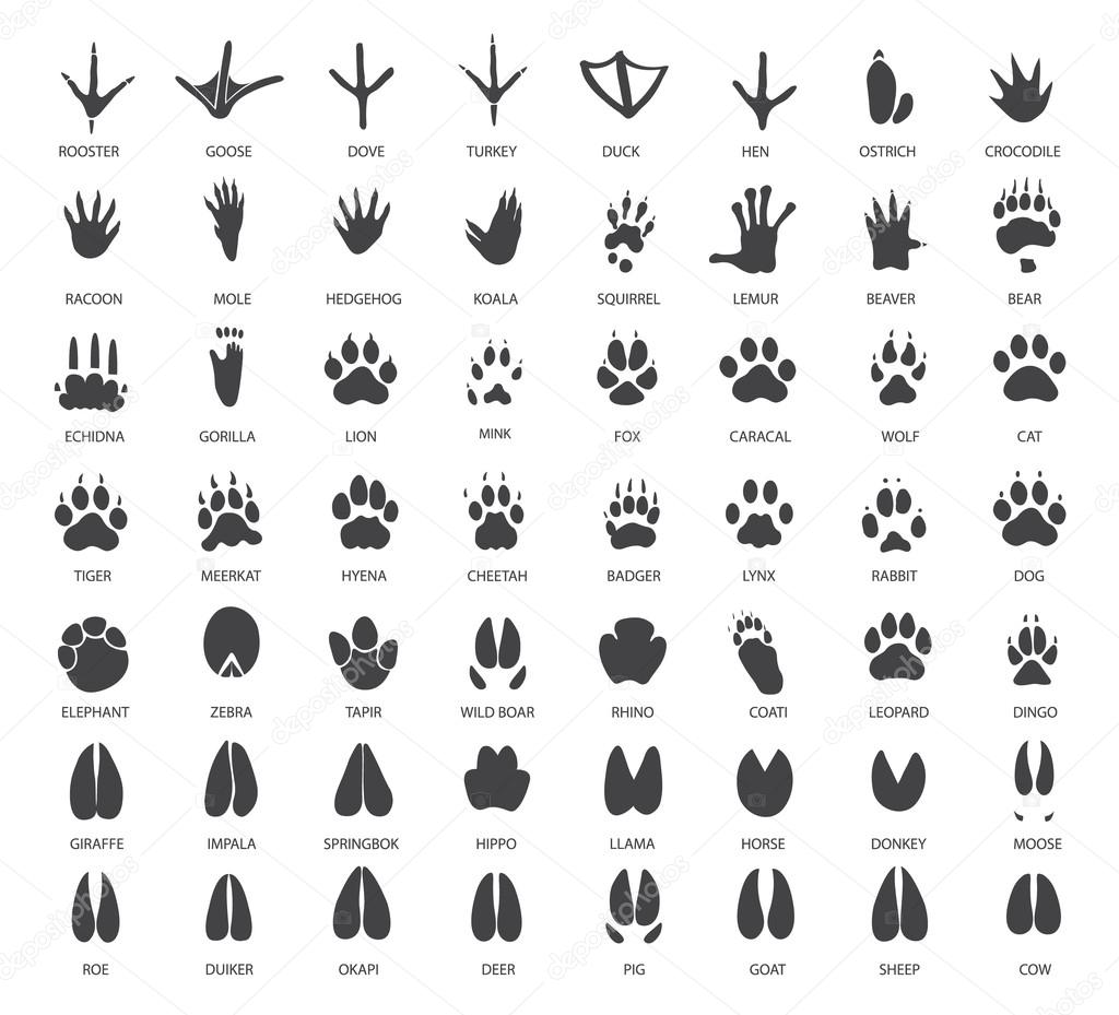 pegadas de animais - wood scribd braxin