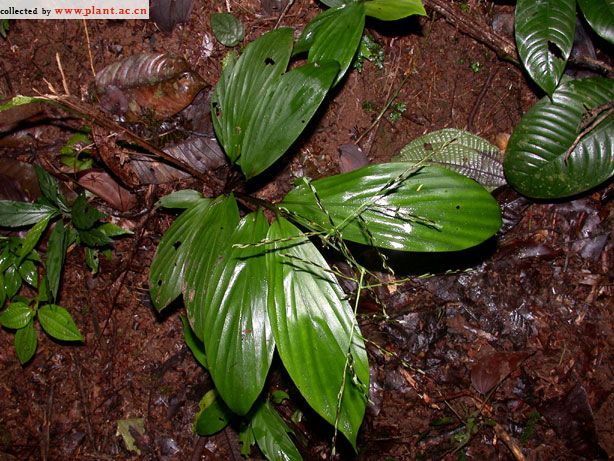 Variety of Life: Poaceae