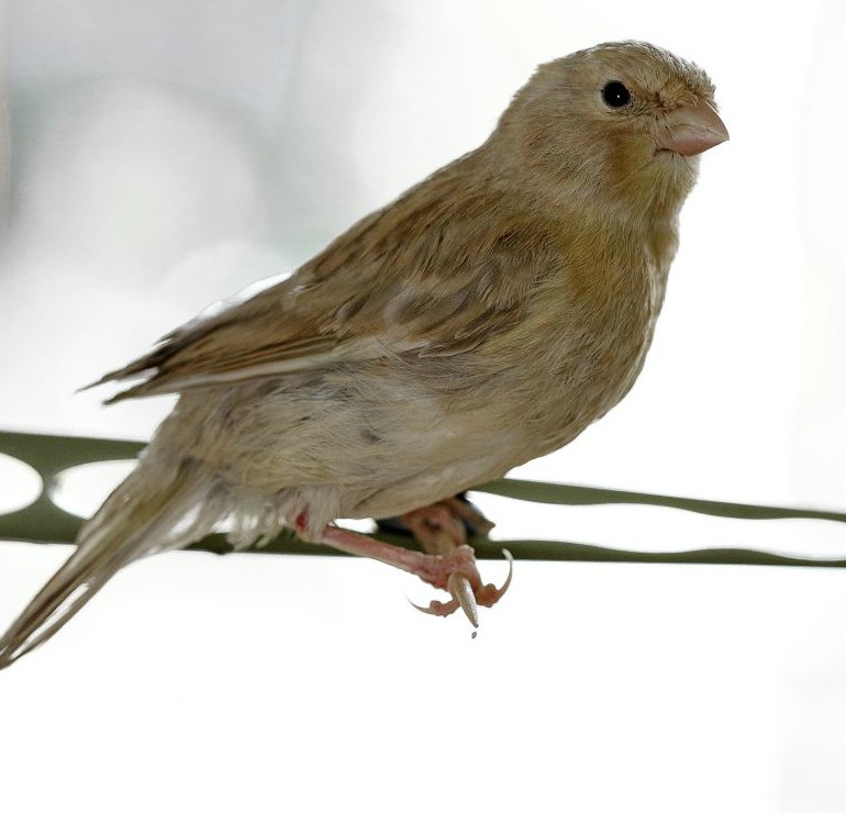 ALL ABOUT PARROTS AND BIRDS