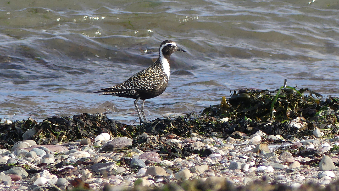 Pembrokeshire Birds: American Golden Plover - The Gann