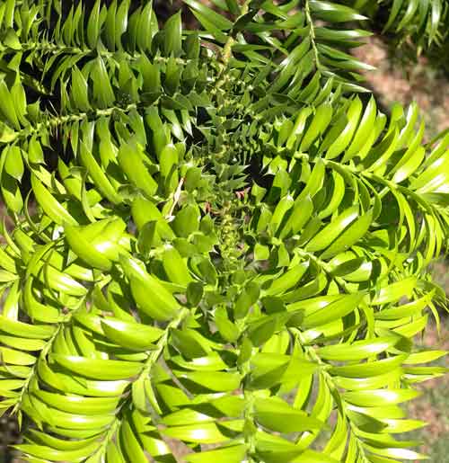 edible culture: Bunya Pine Nuts: How to Prepare for Cooking