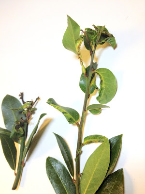 L.A. County Arboretum & Botanic Garden Plant Info: Meet the Bay Suckers