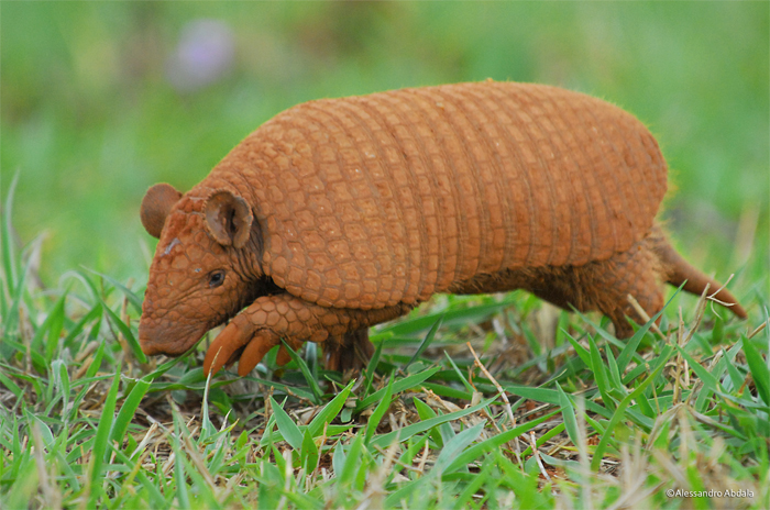 Motoprazer: Animais do Pantanal