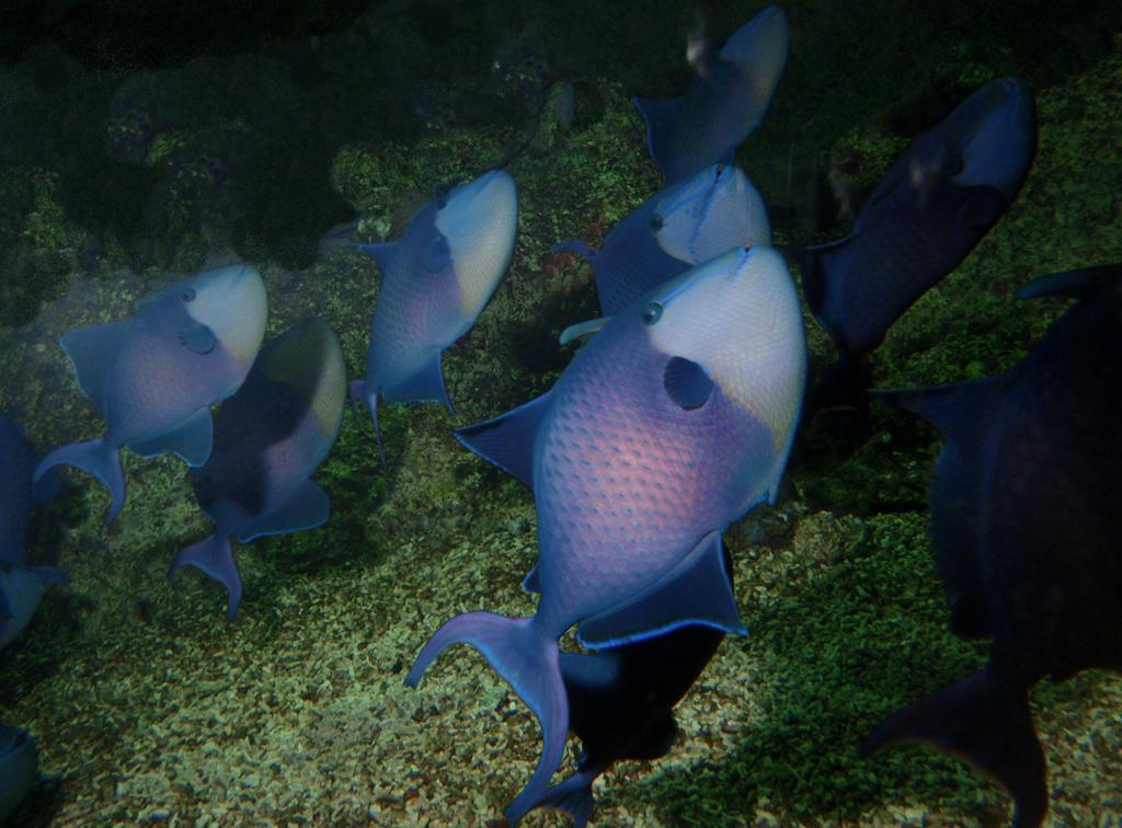 AQUATICHYK: REDTOOTH TRIGGERFISH / Odonus niger