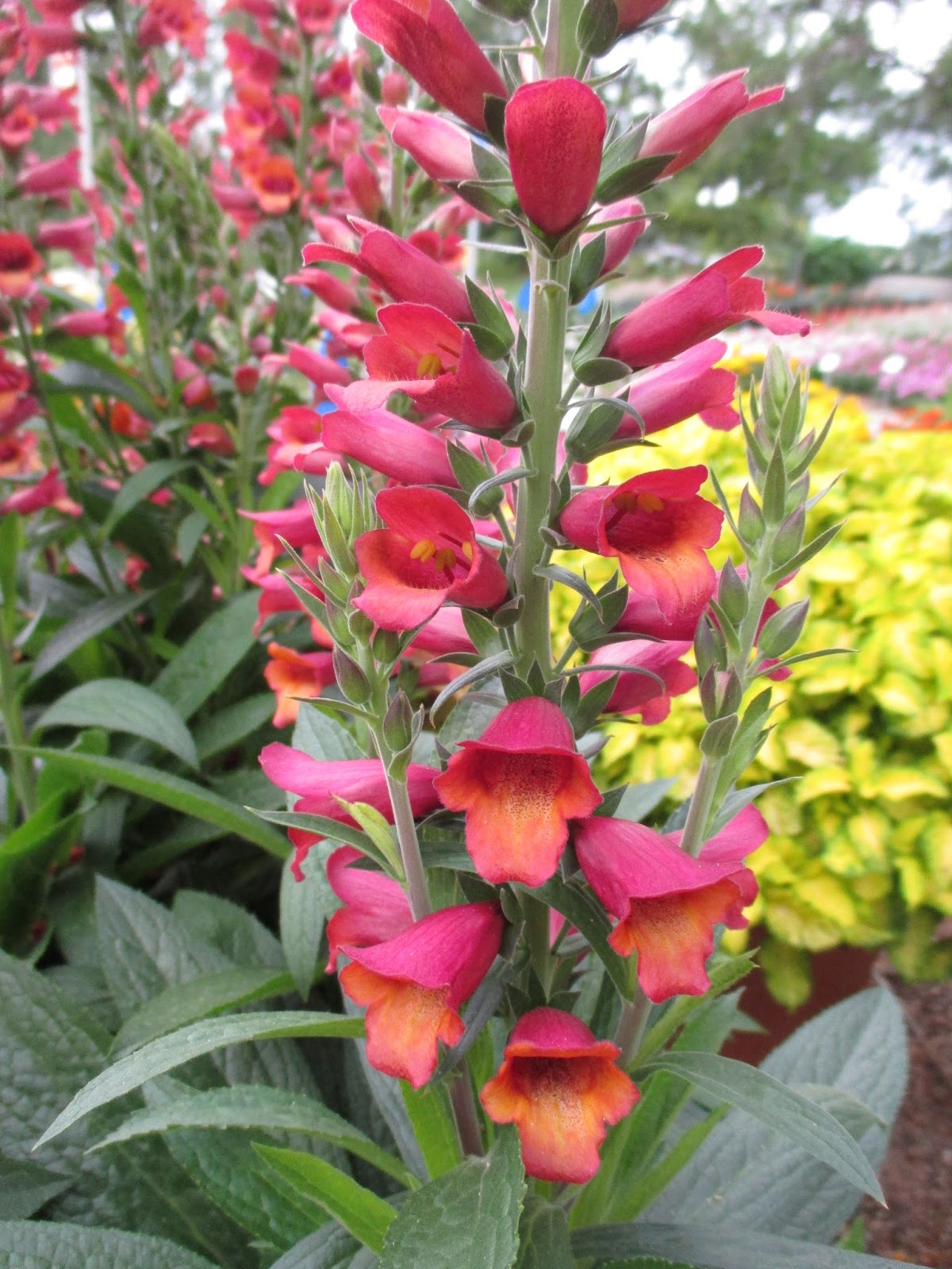 Rotary Botanical Gardens - Hort Blog: What is a Digiplexis?