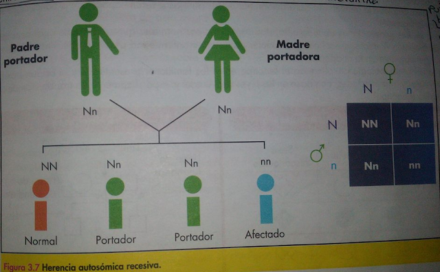 GUÍA DE ESTUDIO JHONATAN ROSALES: LEYES DE MENDEL