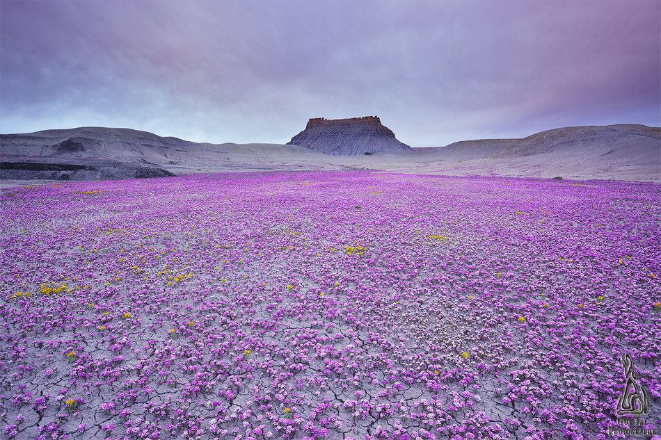 Purple Desert | I Love Picz