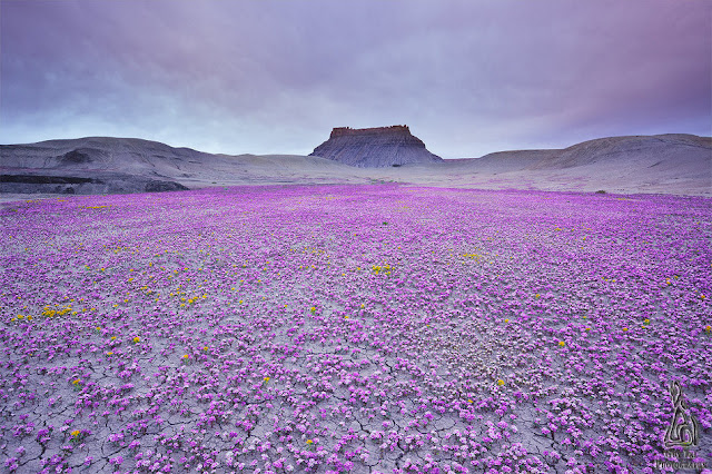Purple Desert | I Love Picz