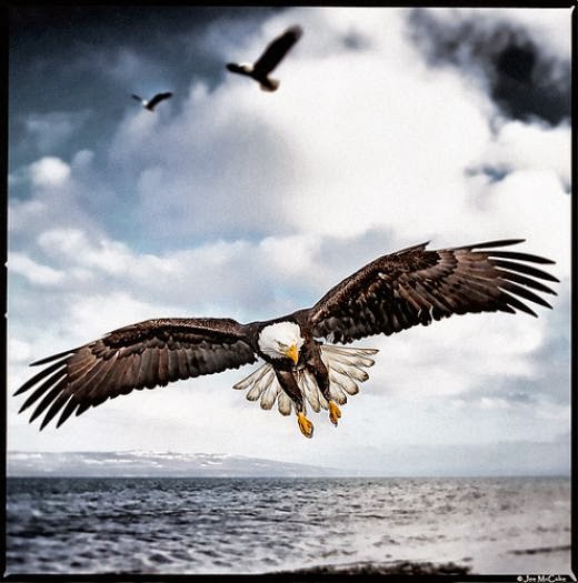 IBU TAPAI: Kisah Helang yang di"Ayam"kan