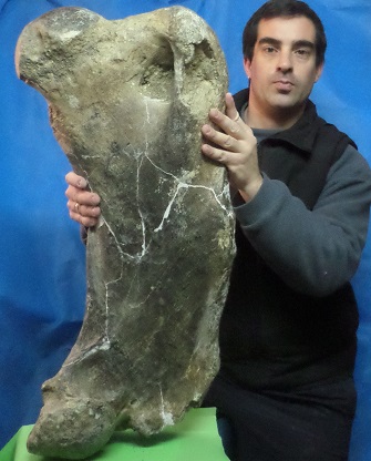 Noticias de Paleontologia: Lestodon, el gran perezoso de la región ...