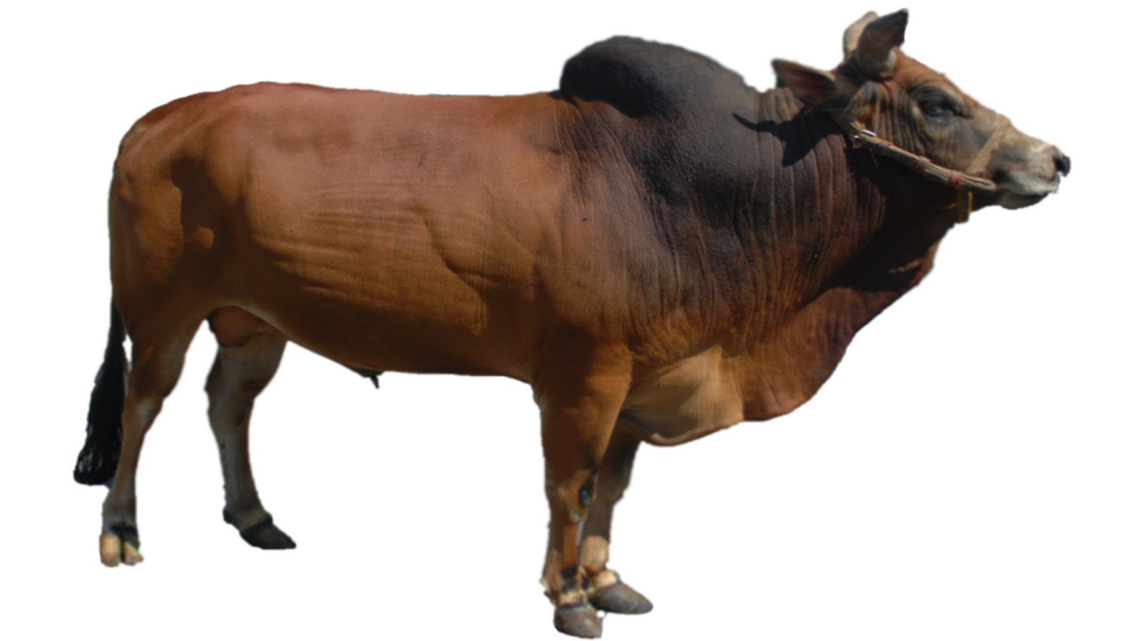 Jenis-jenis sapi,Keunggulan Jenis sapi dan kekurangannya. - farmingcenter