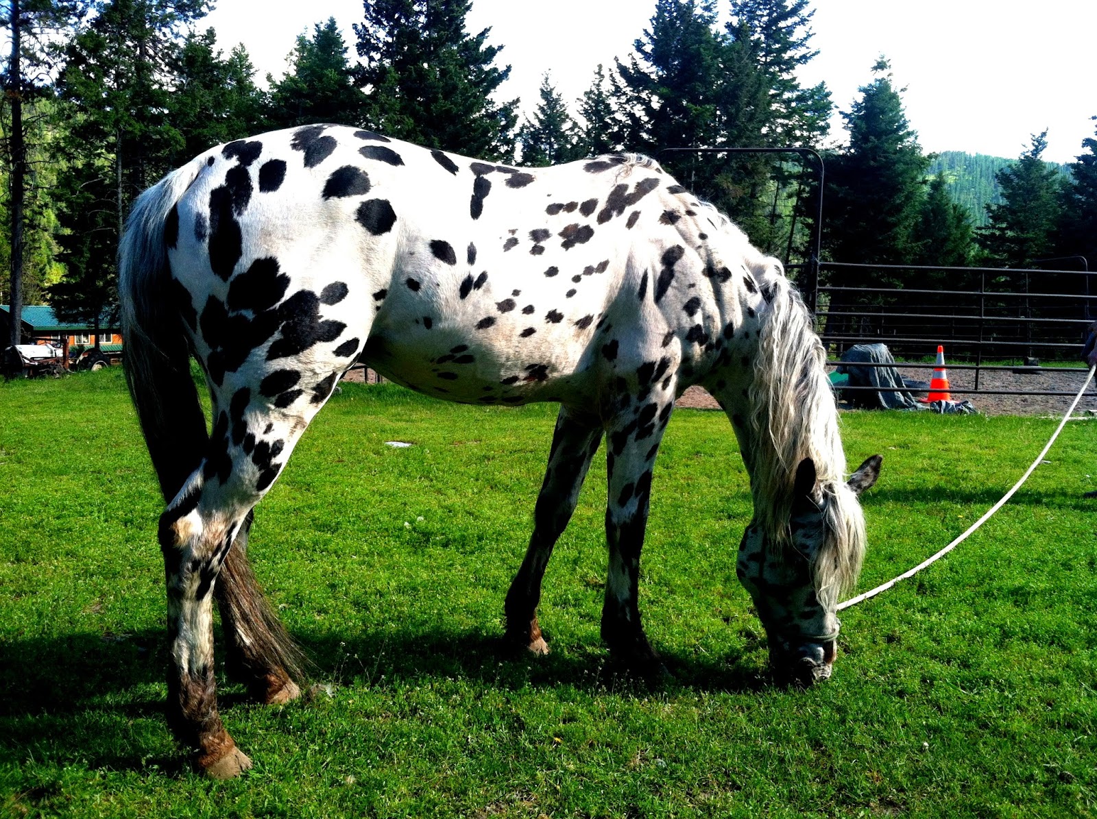 Rolling Thunder: Foundation Black Leopard Appaloosa Stallion