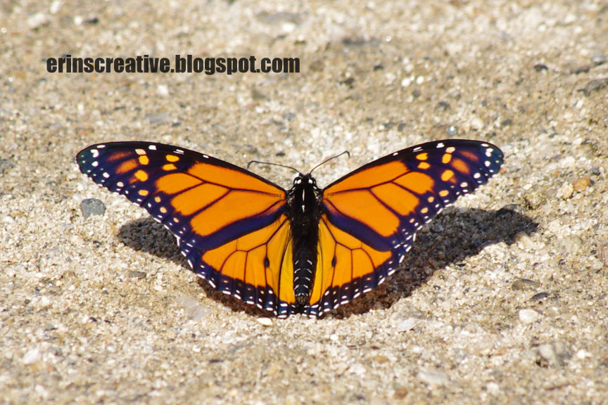Erin's Creative Energy: Butterflies at the Beach?