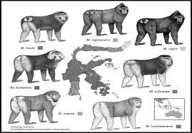 Definisi Aliran Gen dan Contohnya pada Manusia