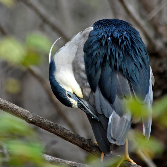 Adventures through Photography: Lake Merritt - A Mecca for Birders 3/6/16