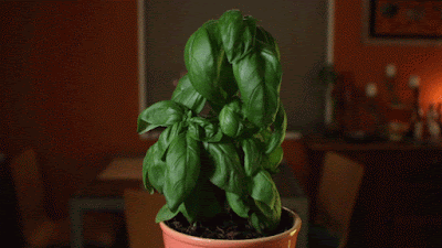 The 99 Cent Chef: February 2017