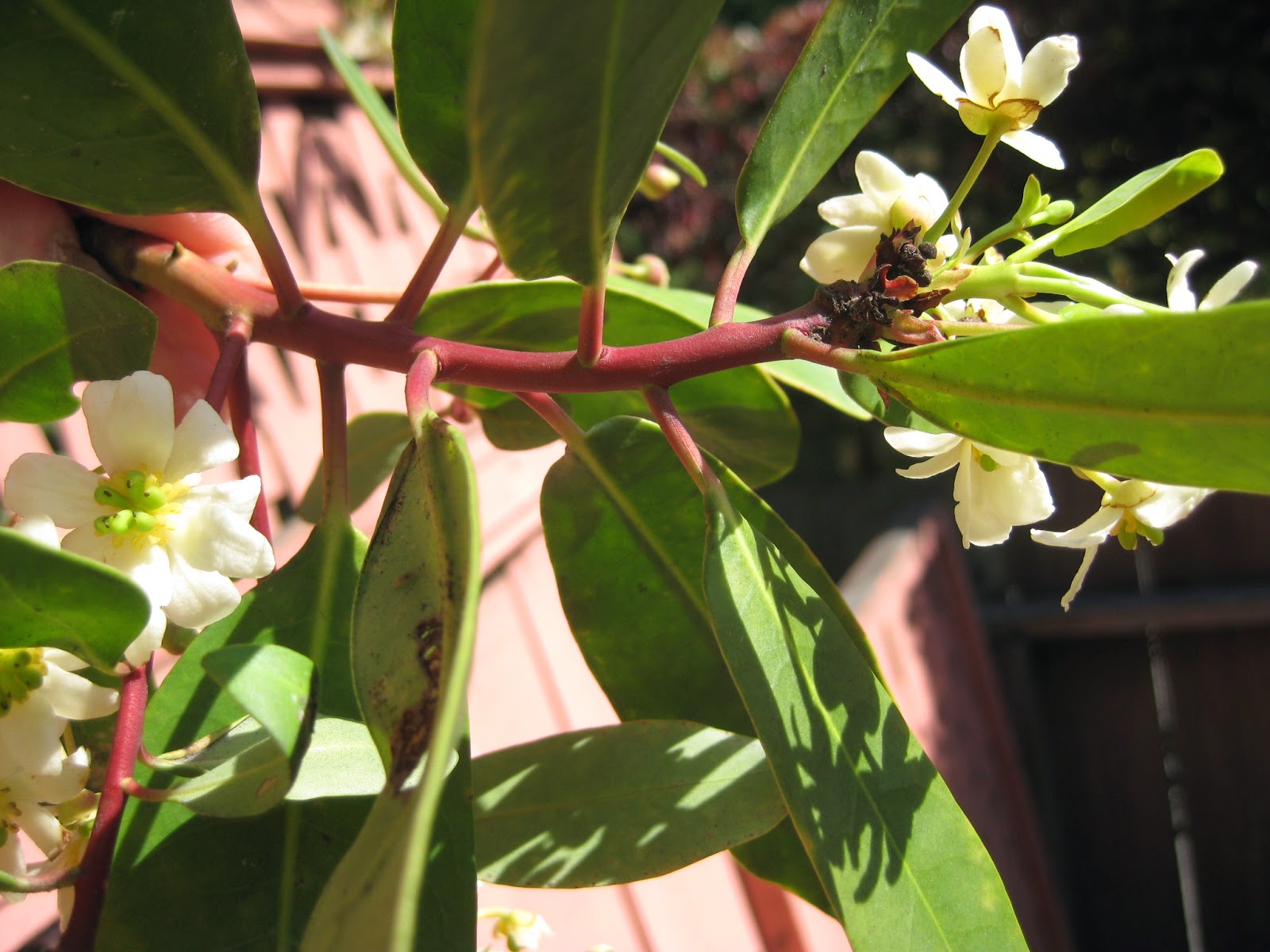 Trees of Santa Cruz County: Drimys winteri - Winter's Bark