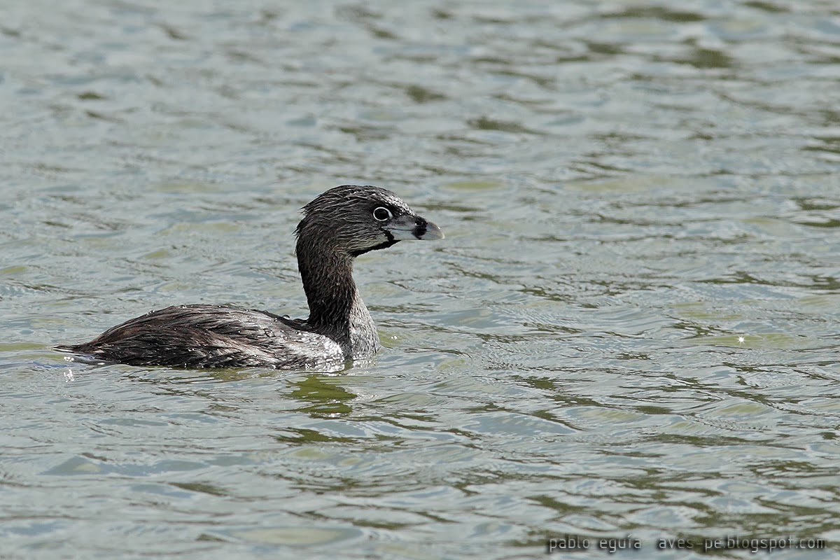 mis fotos de aves: Podilymbus podiceps Macá Pico Grueso Pied-billed Grebe