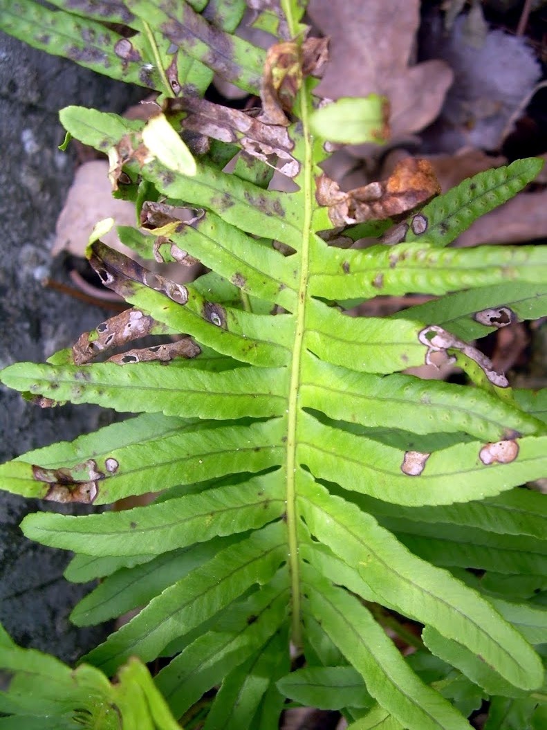 Taxonomia Plantae no Magnoliopsida: Phylum Tracheophyta Clase ...