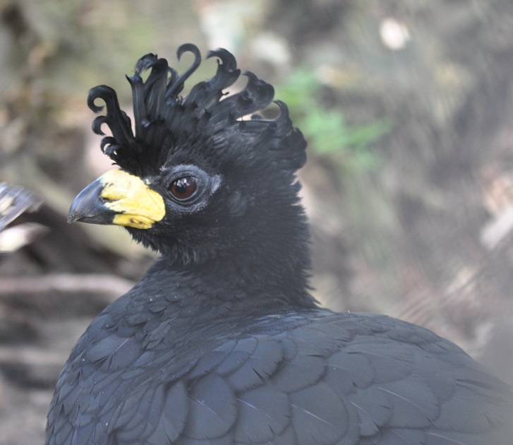 ZOOTOGRAFIANDO (6.100 ANIMALS): MUITÚ / BARE-FACED CURASSOW (Crax ...
