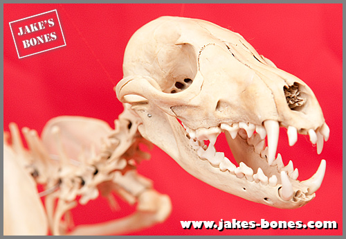 Bones & Skulls Home & Living real animal raccoon articulated back bone ...