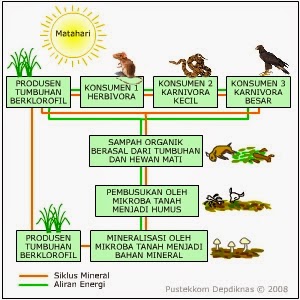 Aliran Energi dan Siklus Materi dalam Ekosistem | Pelajar Cerdas