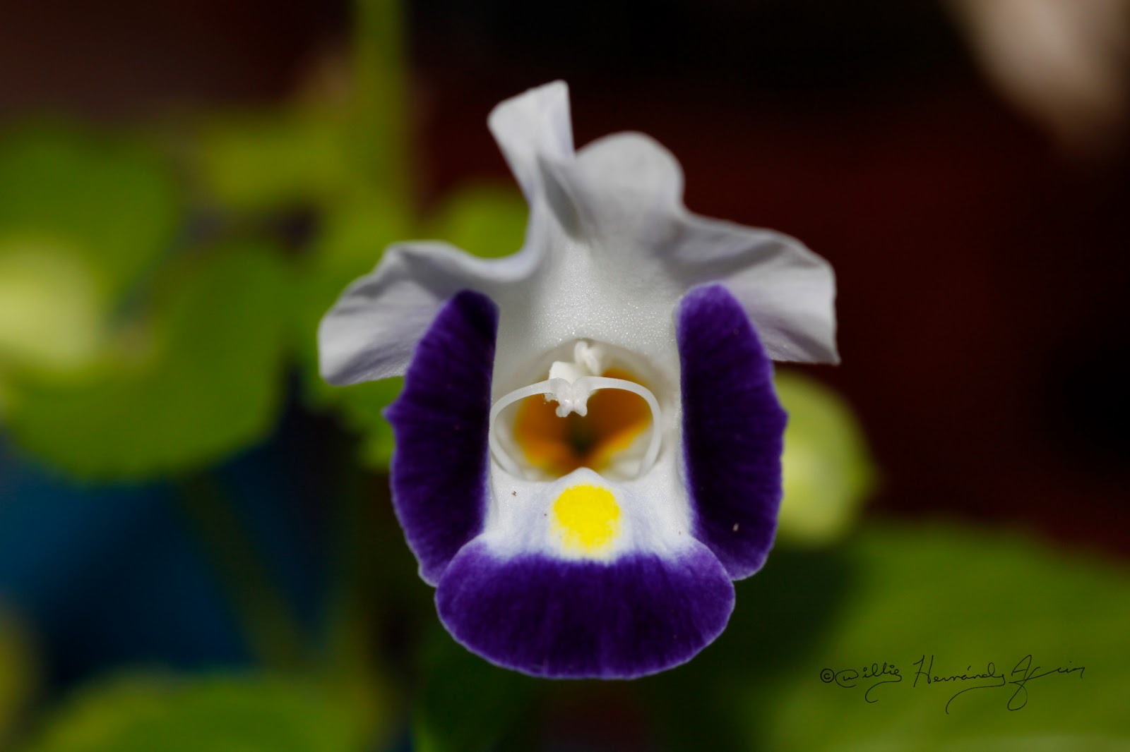 Flora de Puerto Rico Ilustrada Papo Vives: LINDERNIACEAE-Torenia ...