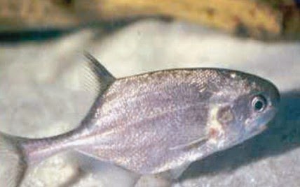 Pez Bagre Azul - MASCOTAS EXÓTICAS Y MÁS