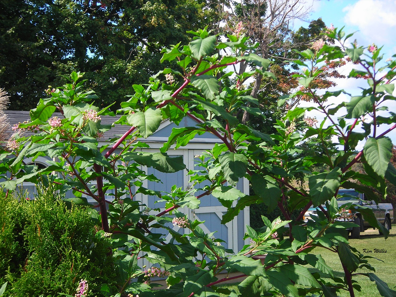 Gardening Granny's Gardening Pages: Pokeweed (Phytolacca Americana)