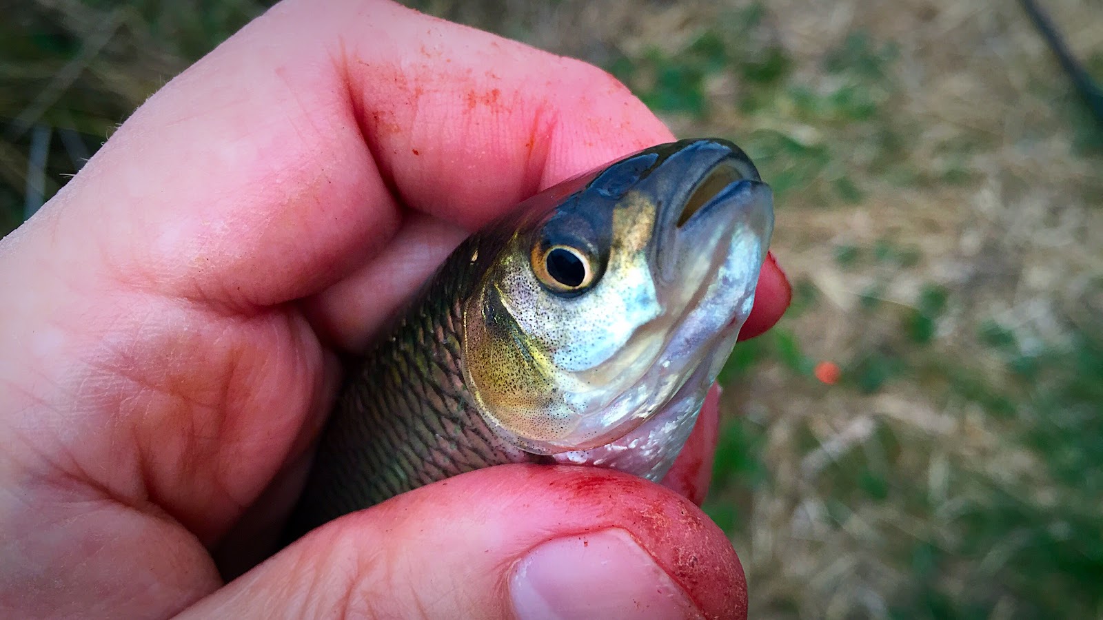Piscatorial Quagswagging: Warwickshire Avon - Big Dace and the colossal ...
