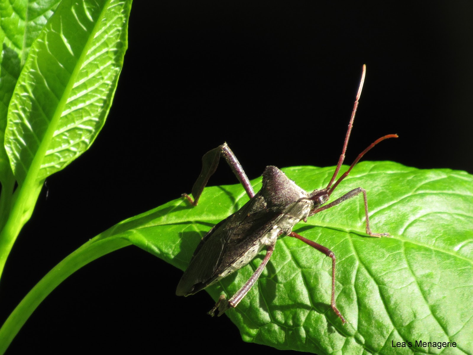 Lea's Menagerie: Insect Critters, June 3, 2017