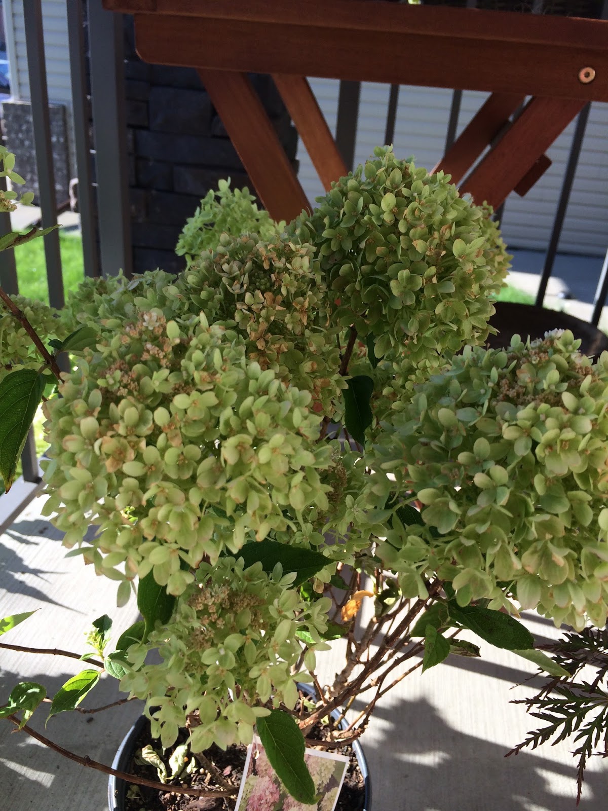 LIVING THE GARDENING LIFE: In the Spotlight: Little Lime Hydrangea ...